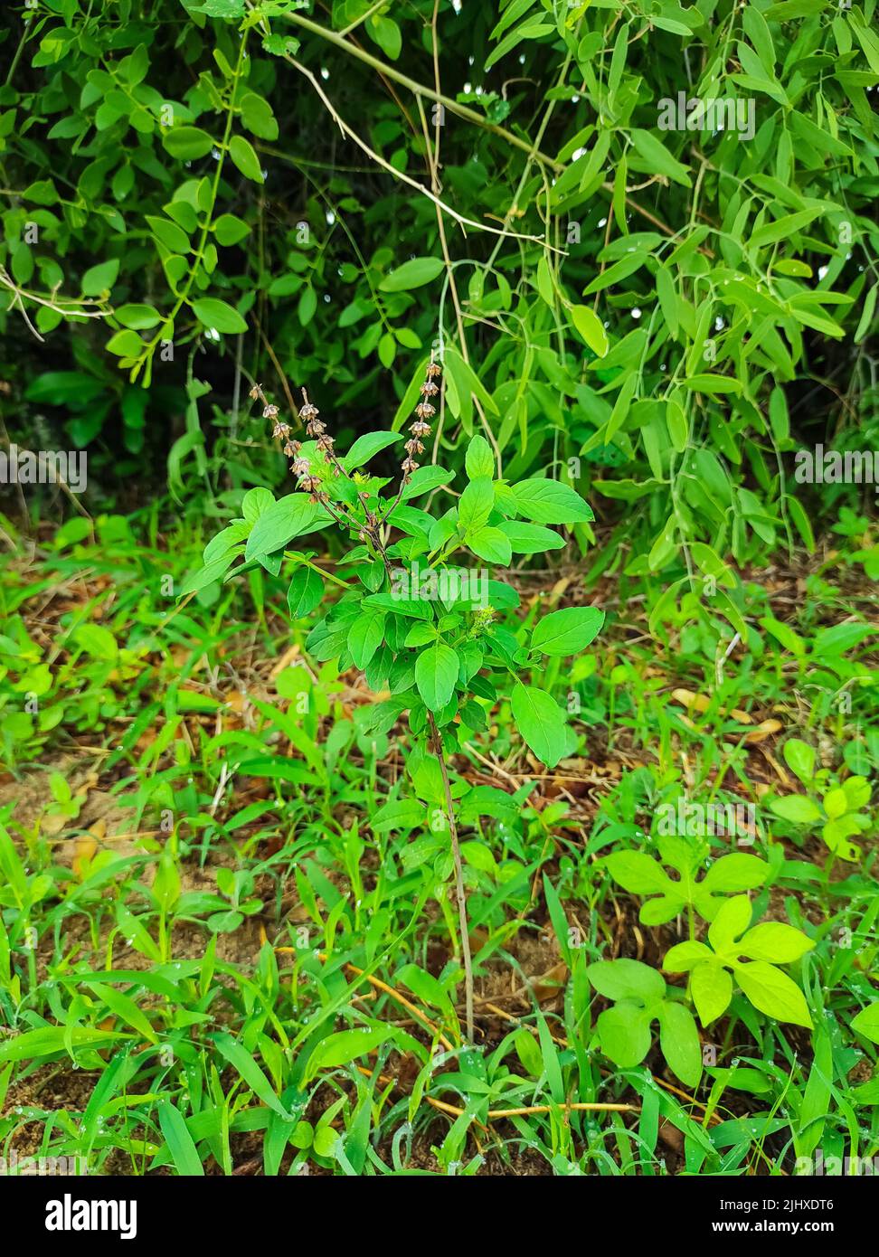 Common sweet basil hi-res stock photography and images - Alamy