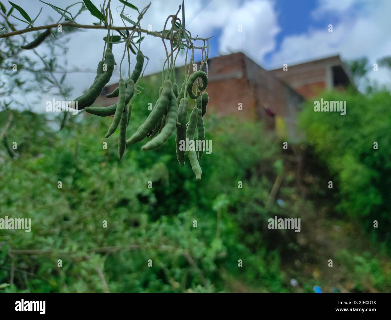 Cadaba indica hi-res stock photography and images - Alamy