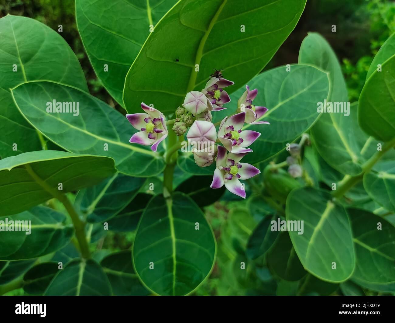 A Beautiful Shot Of Safed Aak Flowers Ayurvedic Medicinal Plants Stock ...