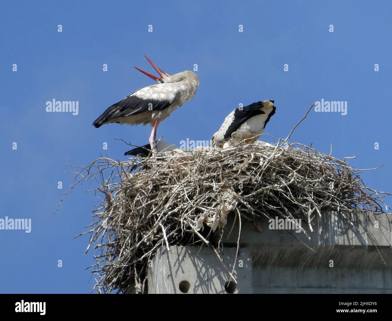 Stork familiy in the nest built on a concrete pole, one stork with open ...