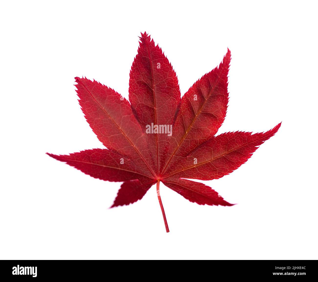 Reddish leaf Cut Out Stock Images & Pictures - Alamy
