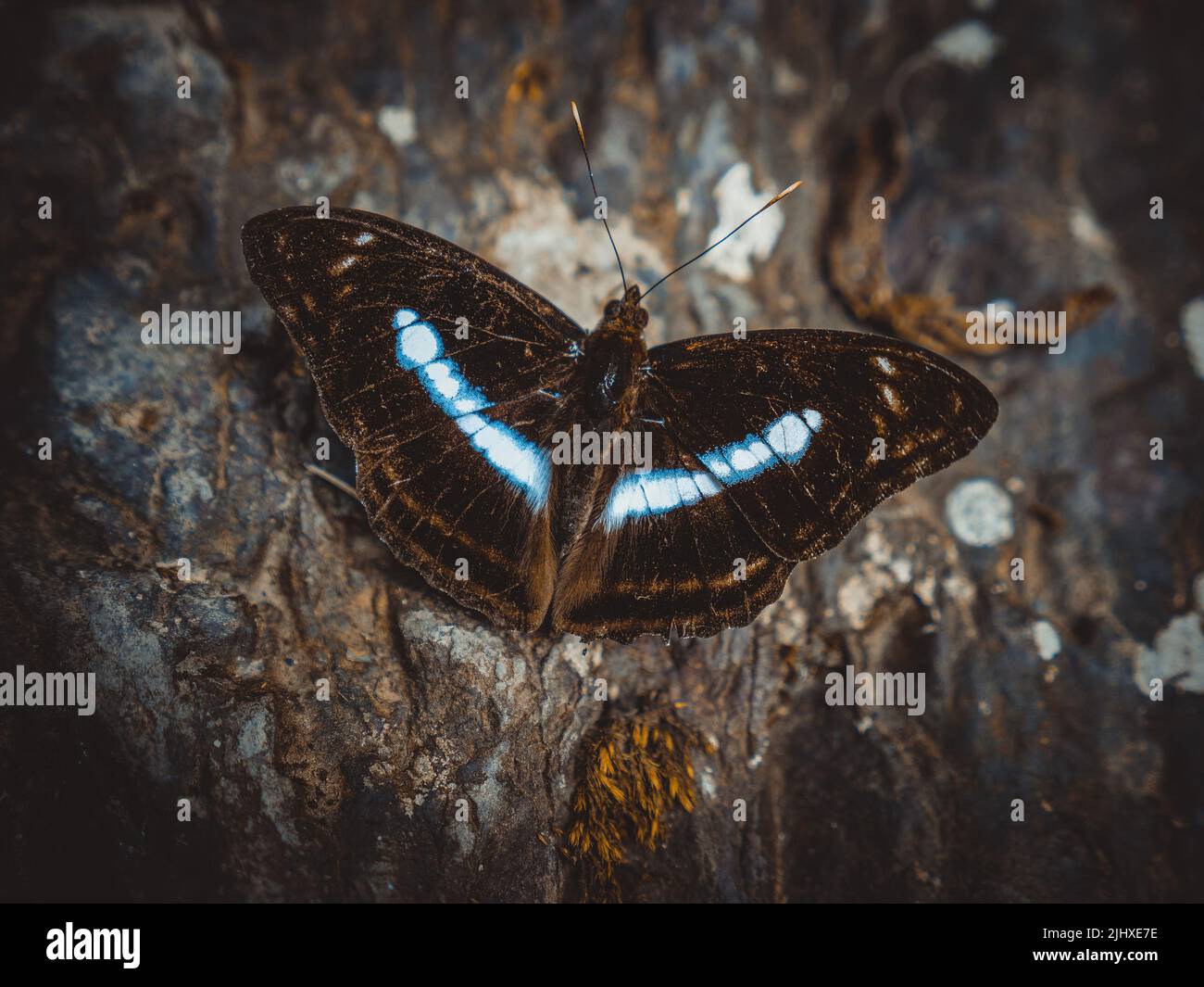 Close-up brown and blue butterfly in Taiwan Stock Photo - Alamy