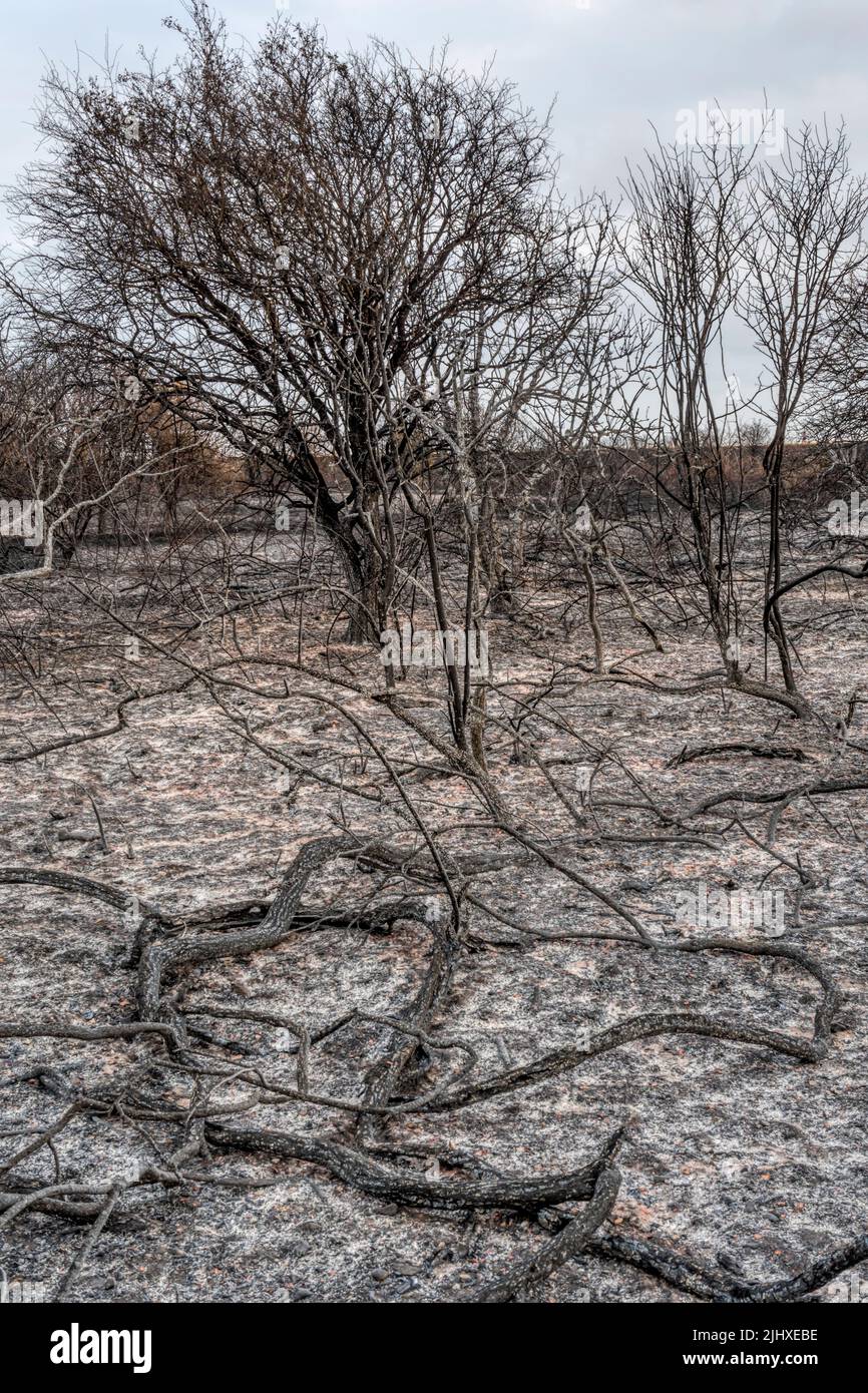 Heathland destroyed in the fire at Snettisham Country Park on the east ...