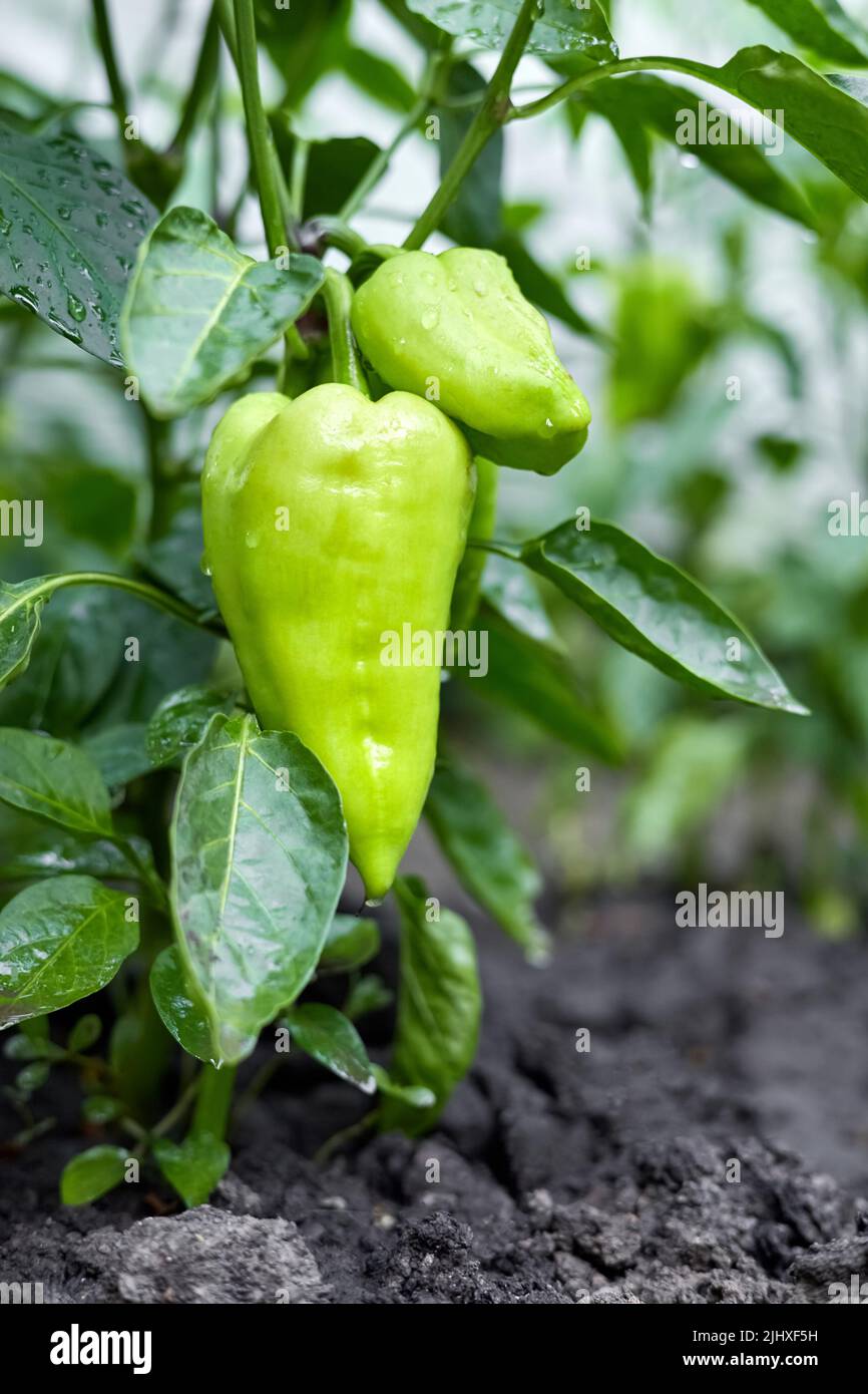 Green bell pepper growing on a bush in a vegetable garden. Close-up ...
