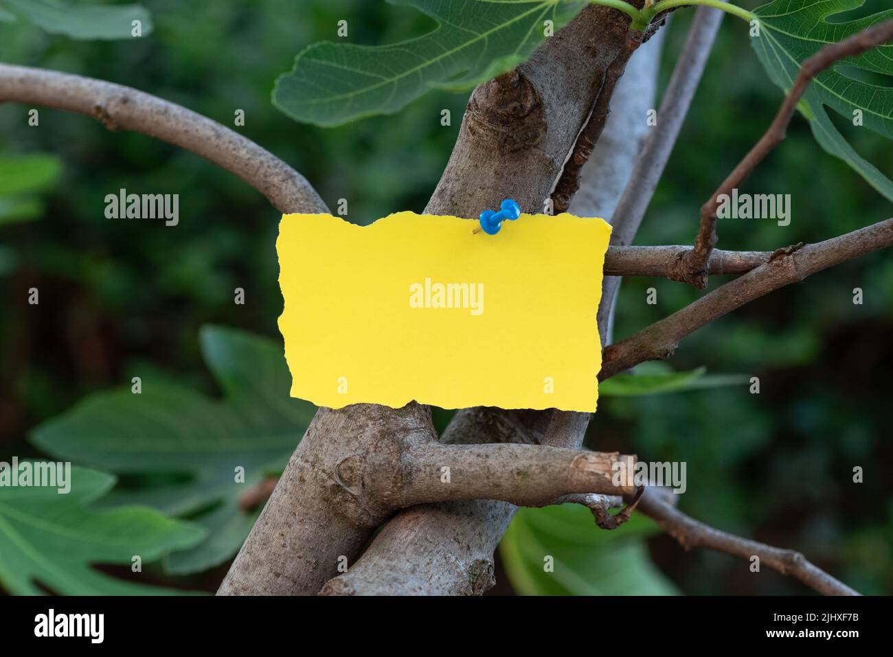 Blank Color Adhesive Note Pinned With Thumbtack For Reminder On Tree ...