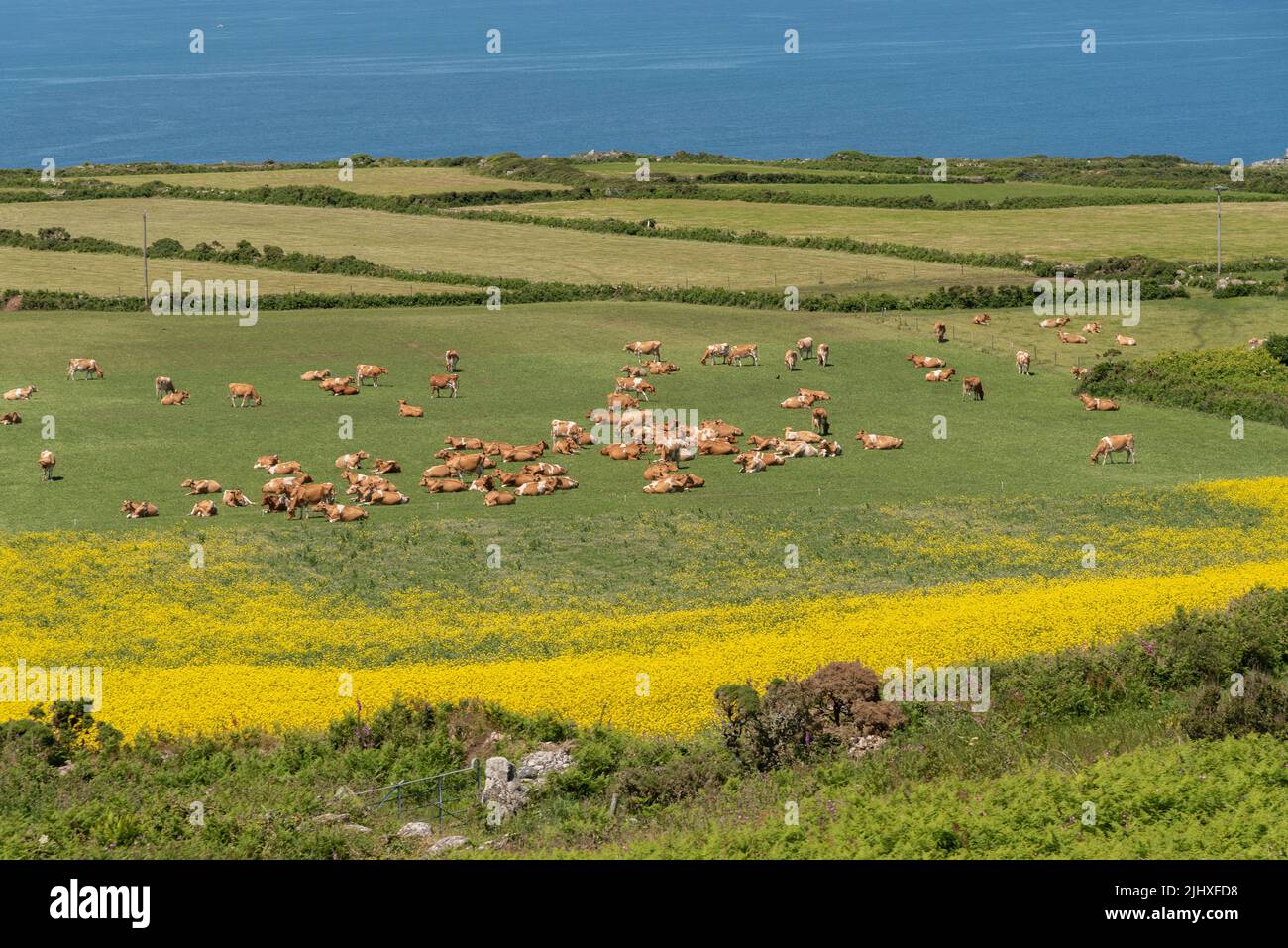 Cornwall, Englaand, UK. 2022. Cornish farmland with cows grazing ...