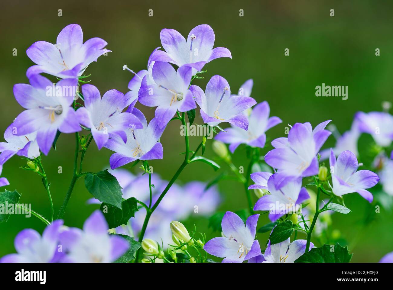 Blossom campanula flowers, Genus fancy mee blue bells, closeup. Blurred ...