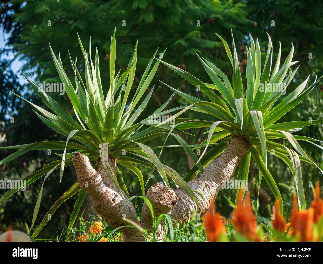 A closeup shot of growing Yucca shrub in background of growing tree ...