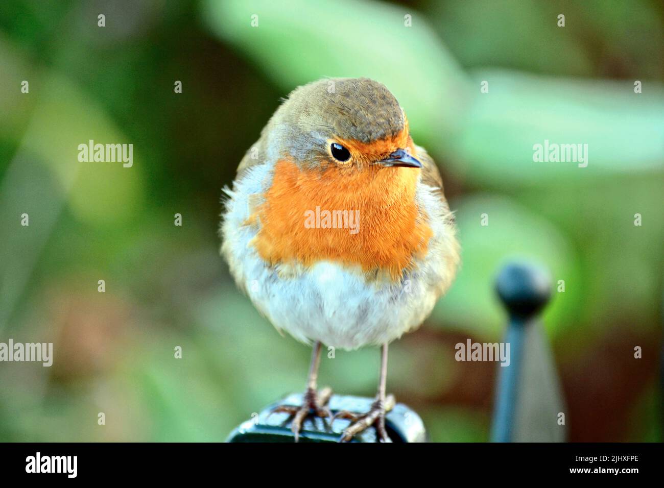 A photograph of a robin on a fence - taken in Hyde Park, London Stock ...