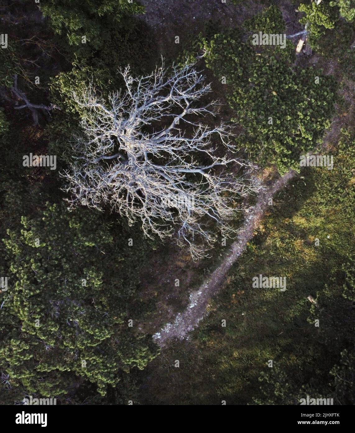Birds Eye view of a dead tree and hiking path Stock Photo - Alamy