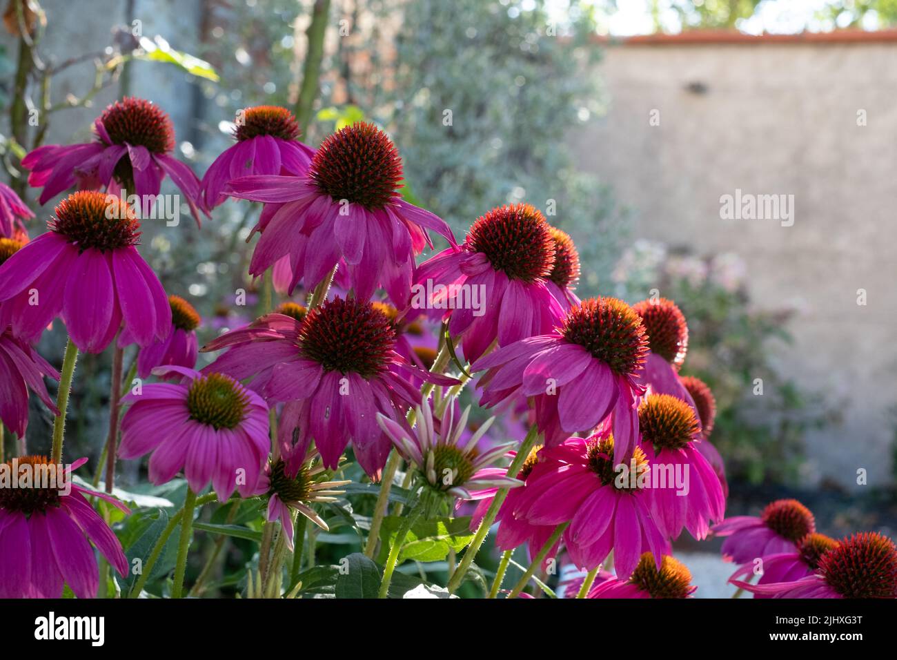 Pink echinacea coneflowers in the sun during the 2022 heatwave ...