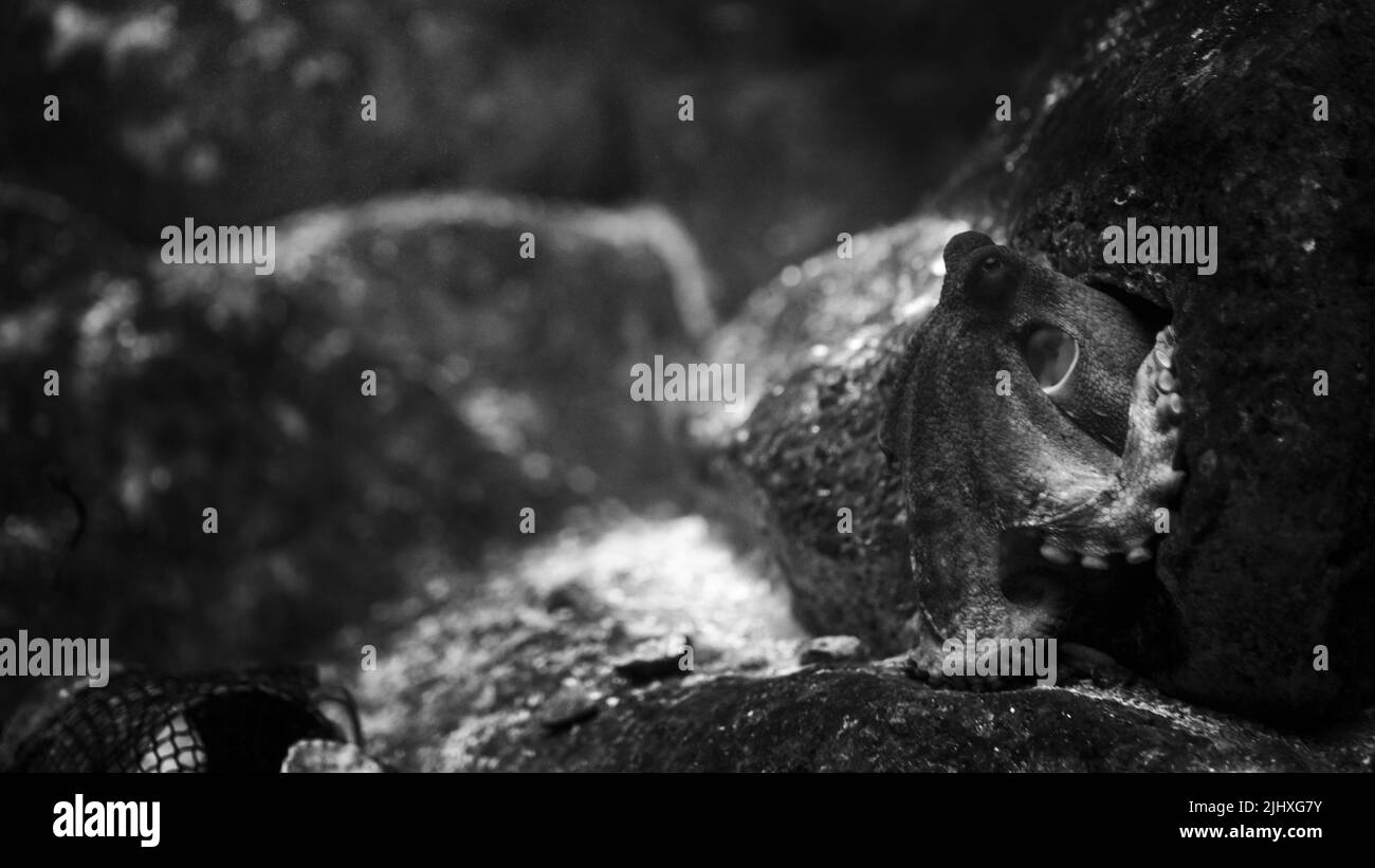 A grayscale of an octopus underwater Stock Photo - Alamy