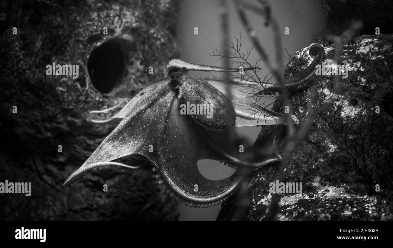 A grayscale of an octopus underwater Stock Photo - Alamy