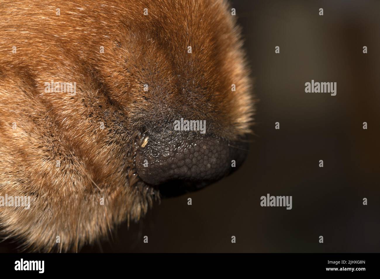 dog nose close up macro detail cocker spaniel Stock Photo - Alamy