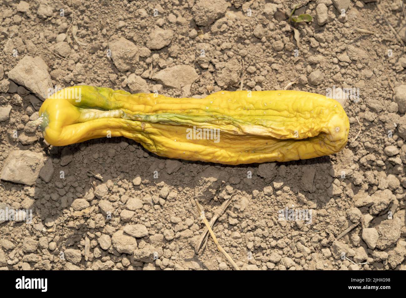 rotten yellow pepper on soil detail Stock Photo - Alamy