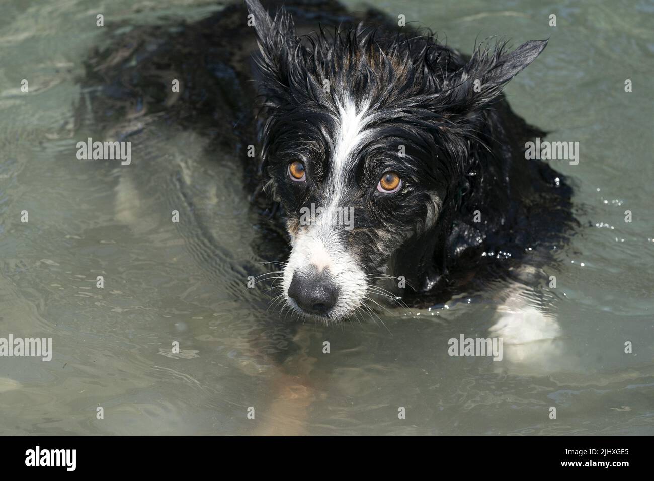 Dog wet border collie in river hi-res stock photography and images - Alamy