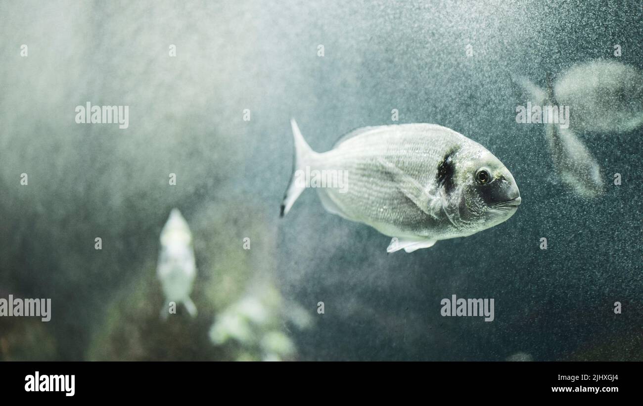 The grey fishes under water Stock Photo - Alamy
