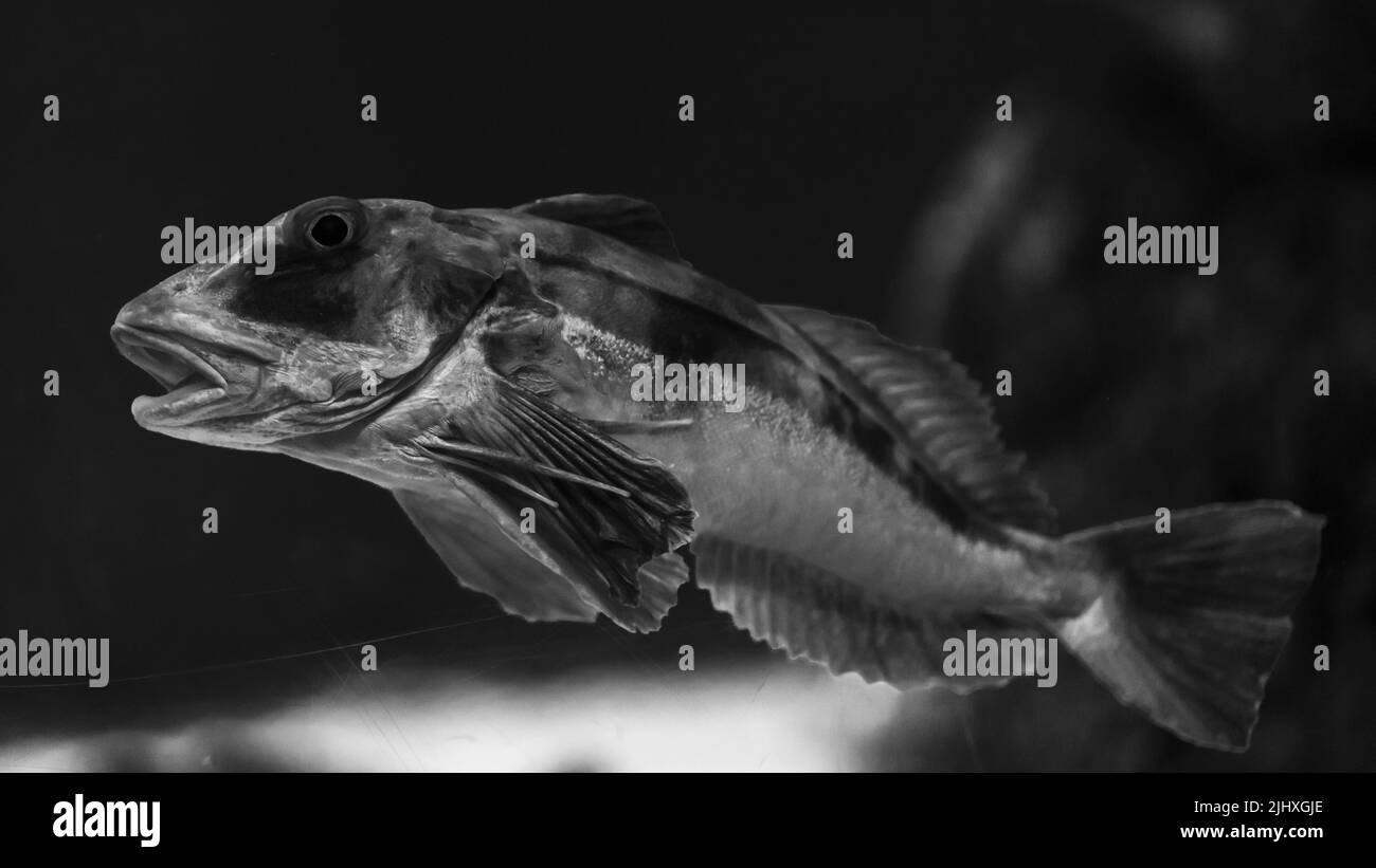 A grayscale of a fish under water Stock Photo - Alamy
