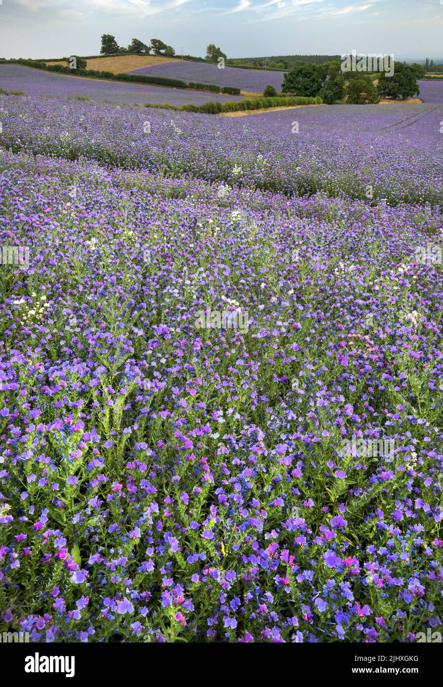 Fields of Echium Wild Flowers in the Warwickshire Countryside, England ...