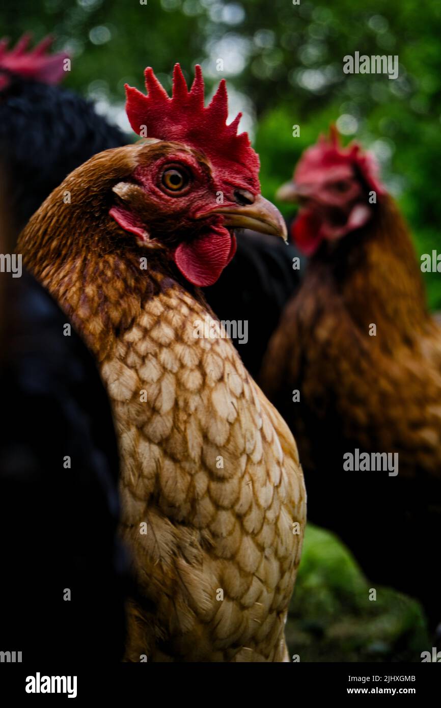 Golden hen hi-res stock photography and images - Alamy
