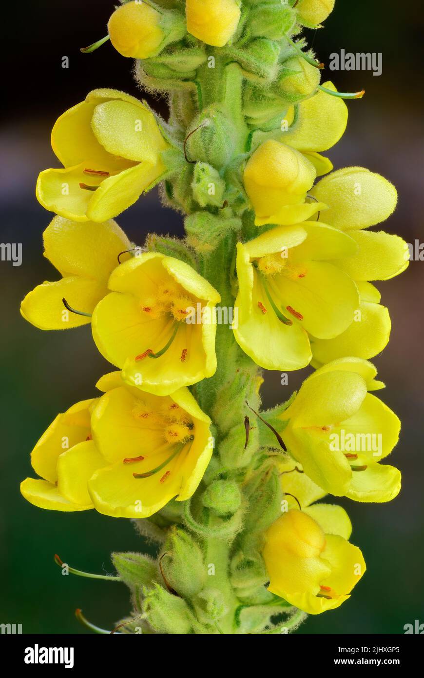 Mullein flowers hi-res stock photography and images - Alamy