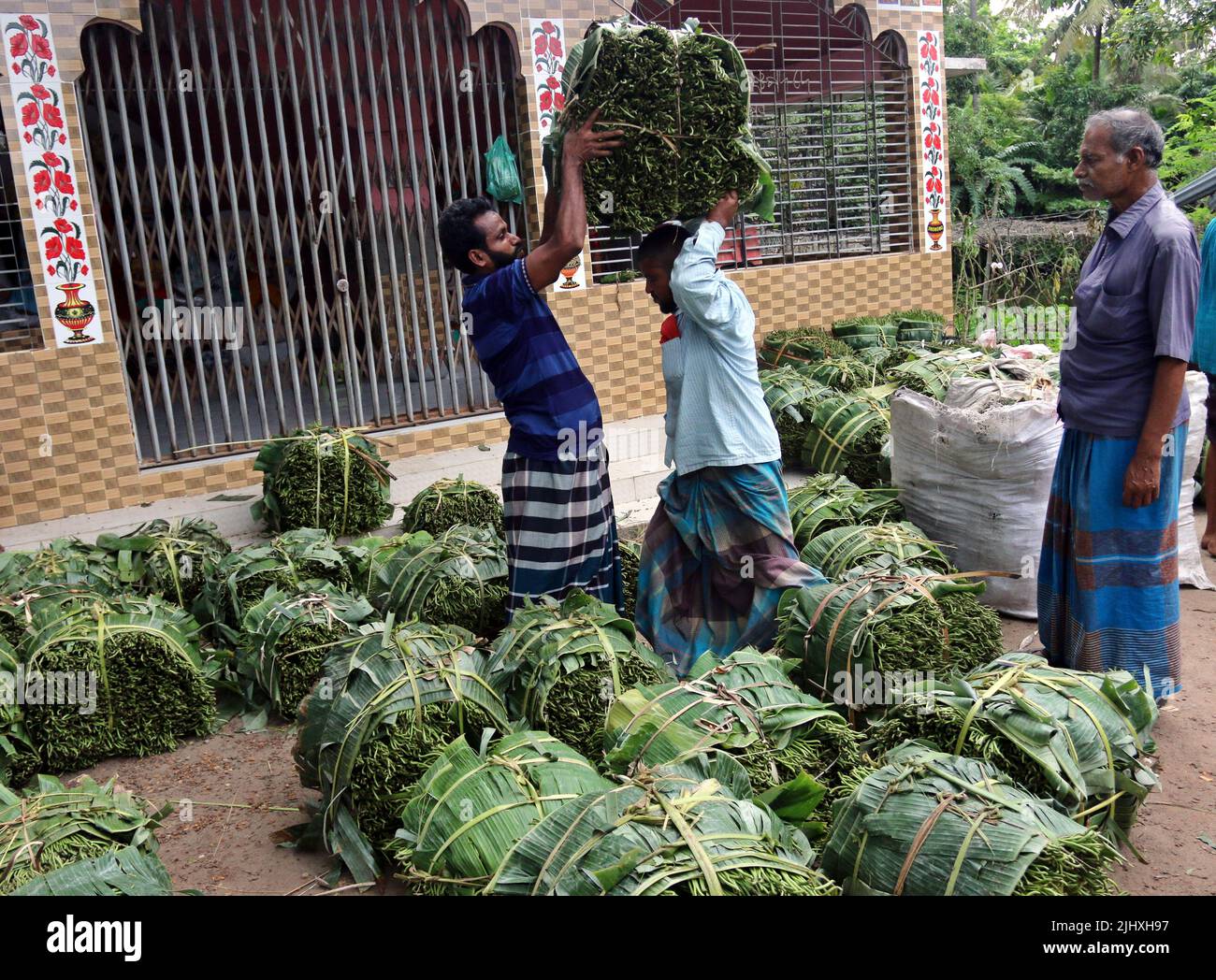Shows a Paan (Betel leaf) market, Farmers process Paan (Betel leaf ...
