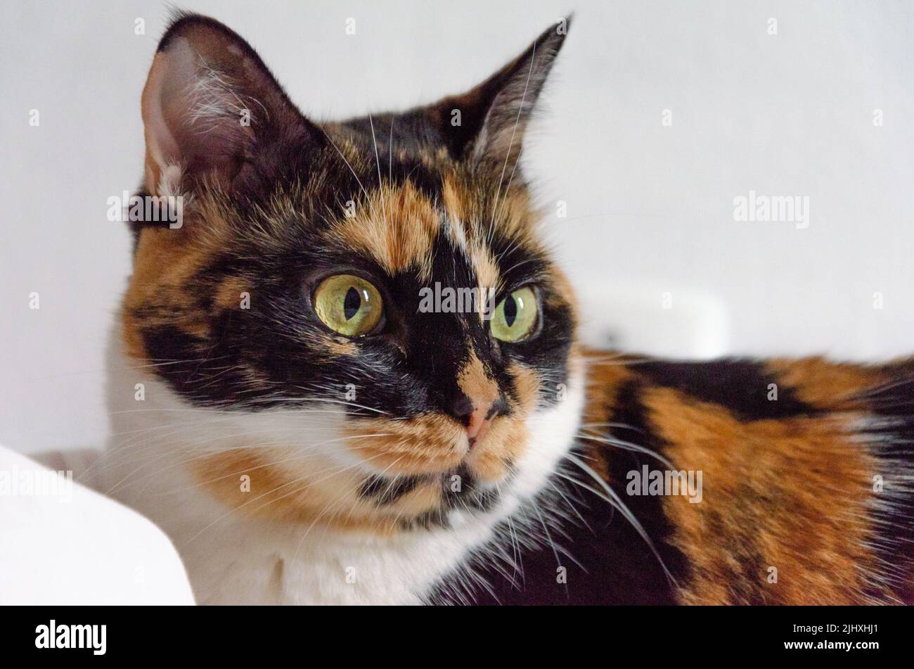 Calico kitten looking up hi-res stock photography and images - Alamy