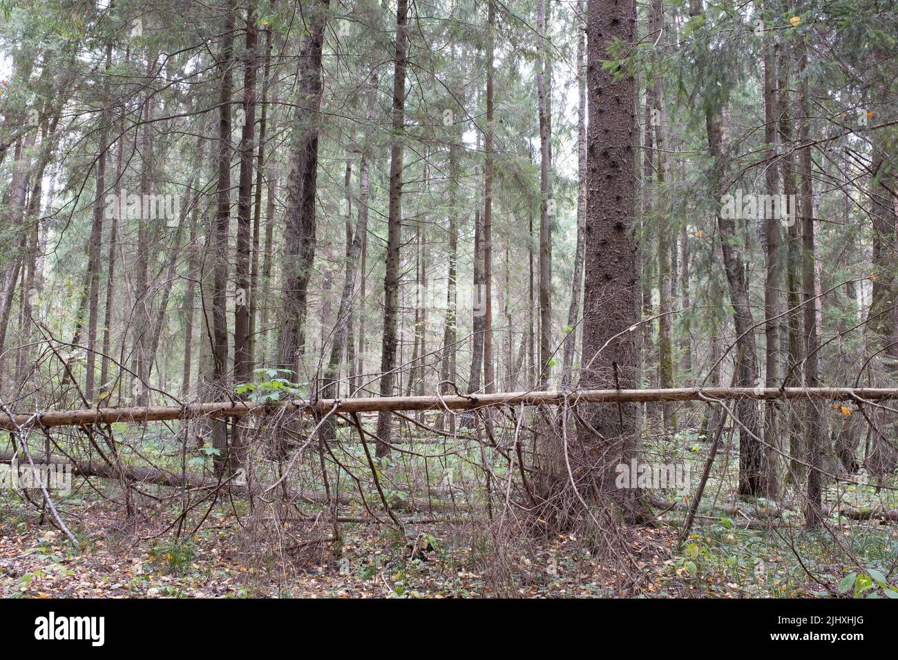 Pine tree forest landscape. Forest trees. Forrest nature view ...