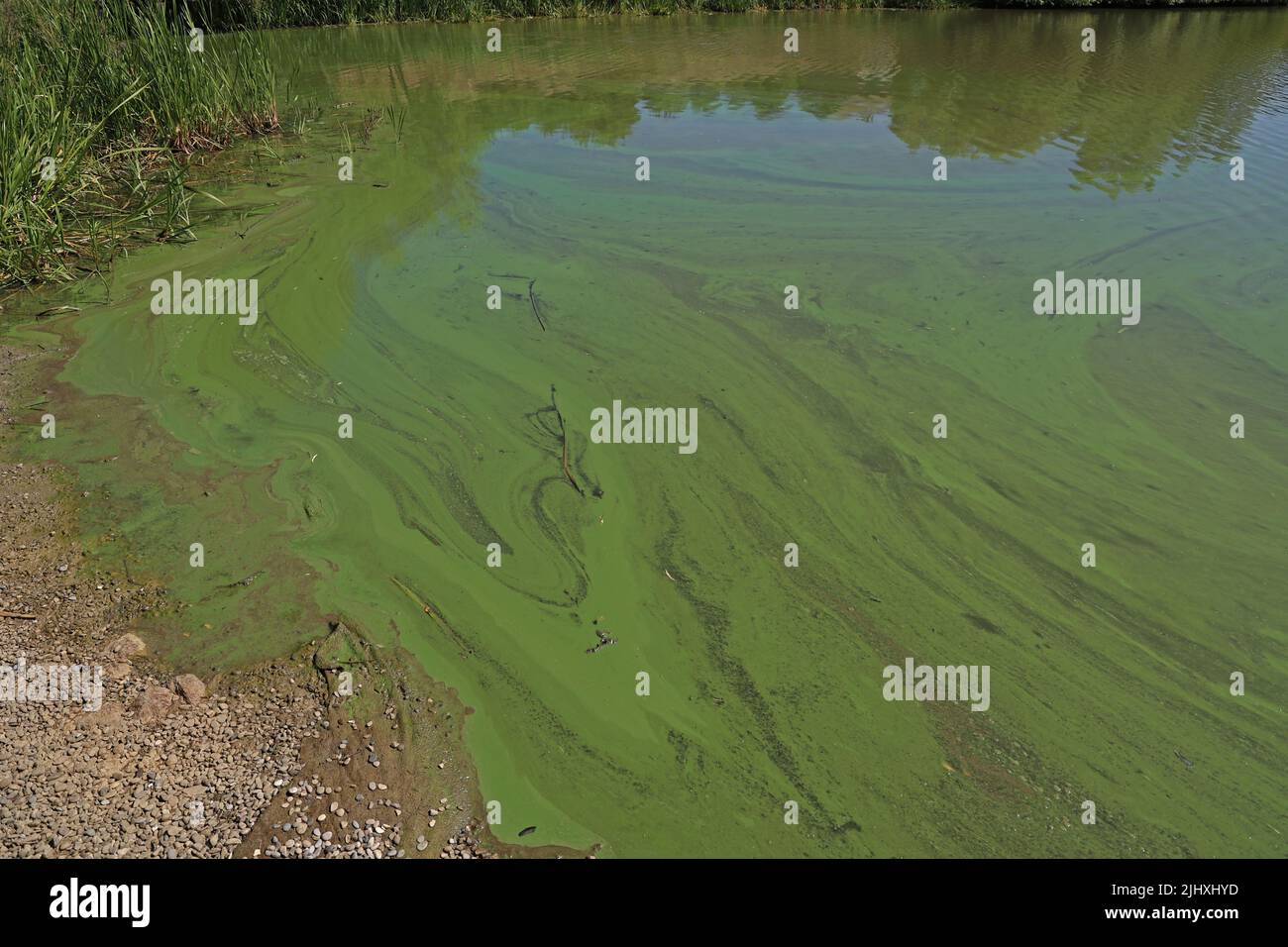 Growth of microscopic algae hi-res stock photography and images - Alamy