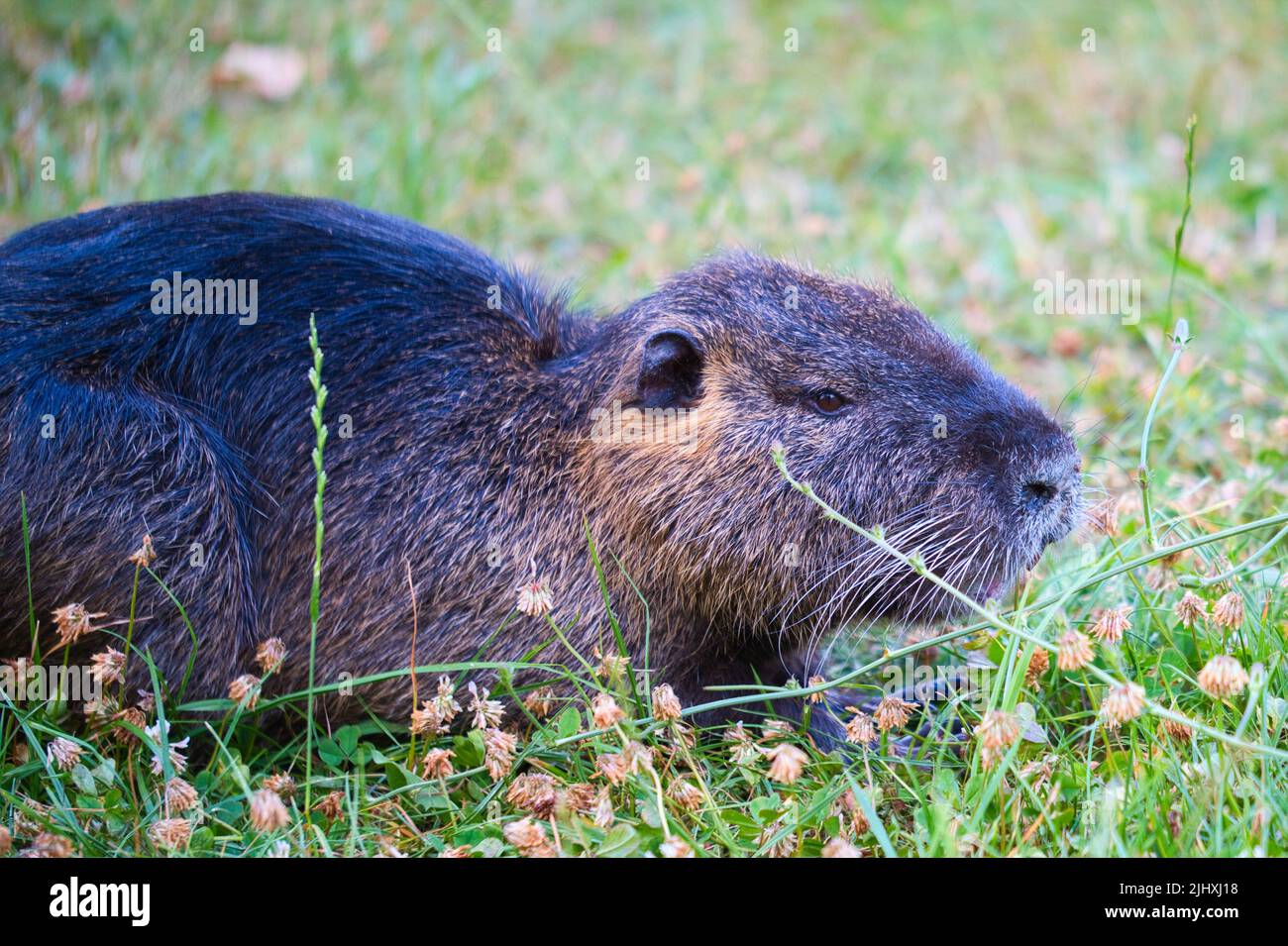 closeup of a beaver eating in a meadow with flowers Stock Photo - Alamy