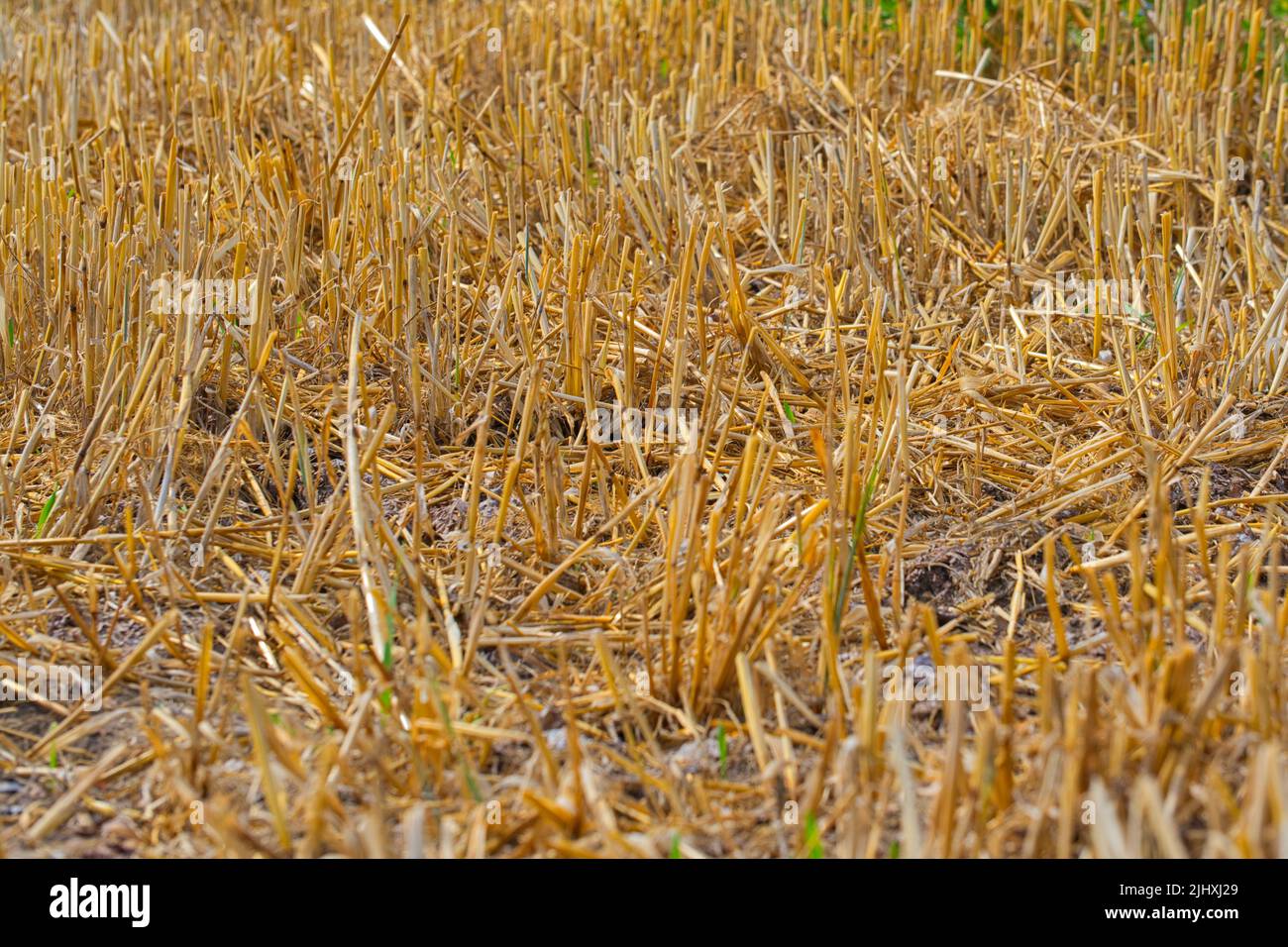 Photo of yellow field after harvest hi-res stock photography and images ...