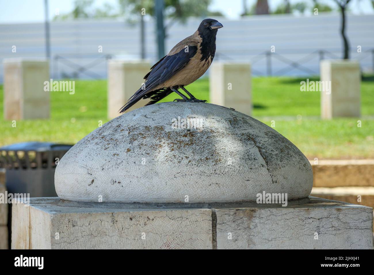 A close-up of a majestic gray crow sitting on a stone sculpture Stock ...