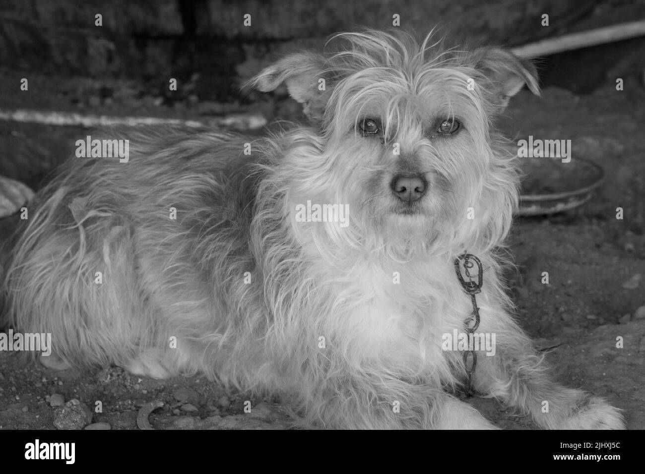 A grayscale portrait of an adorable dog Stock Photo - Alamy