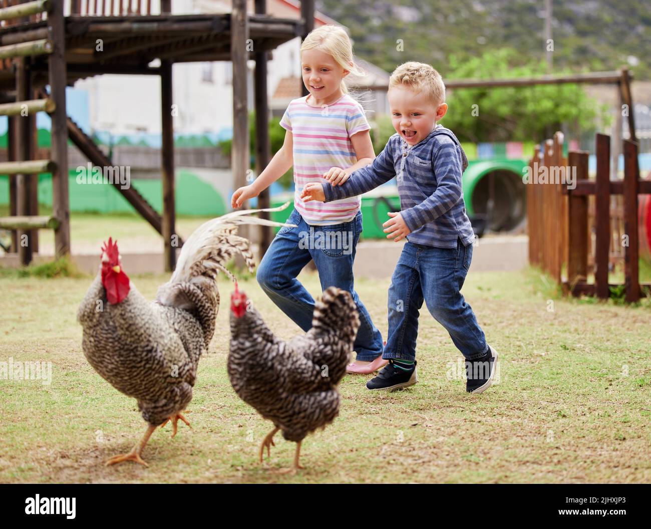 Getting active outside. two children chasing roosters outside Stock ...