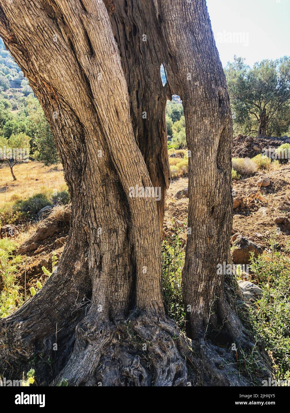 Trunk of an olive tree in the farm Stock Photo - Alamy