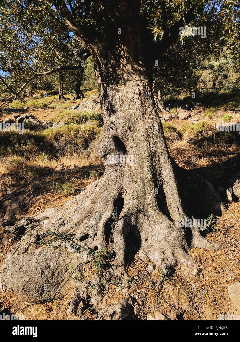 Trunk of an olive tree in the farm Stock Photo - Alamy
