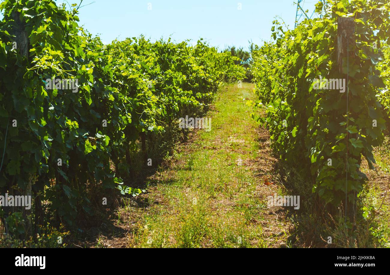 Beautiful vineyards in campania hi-res stock photography and images - Alamy