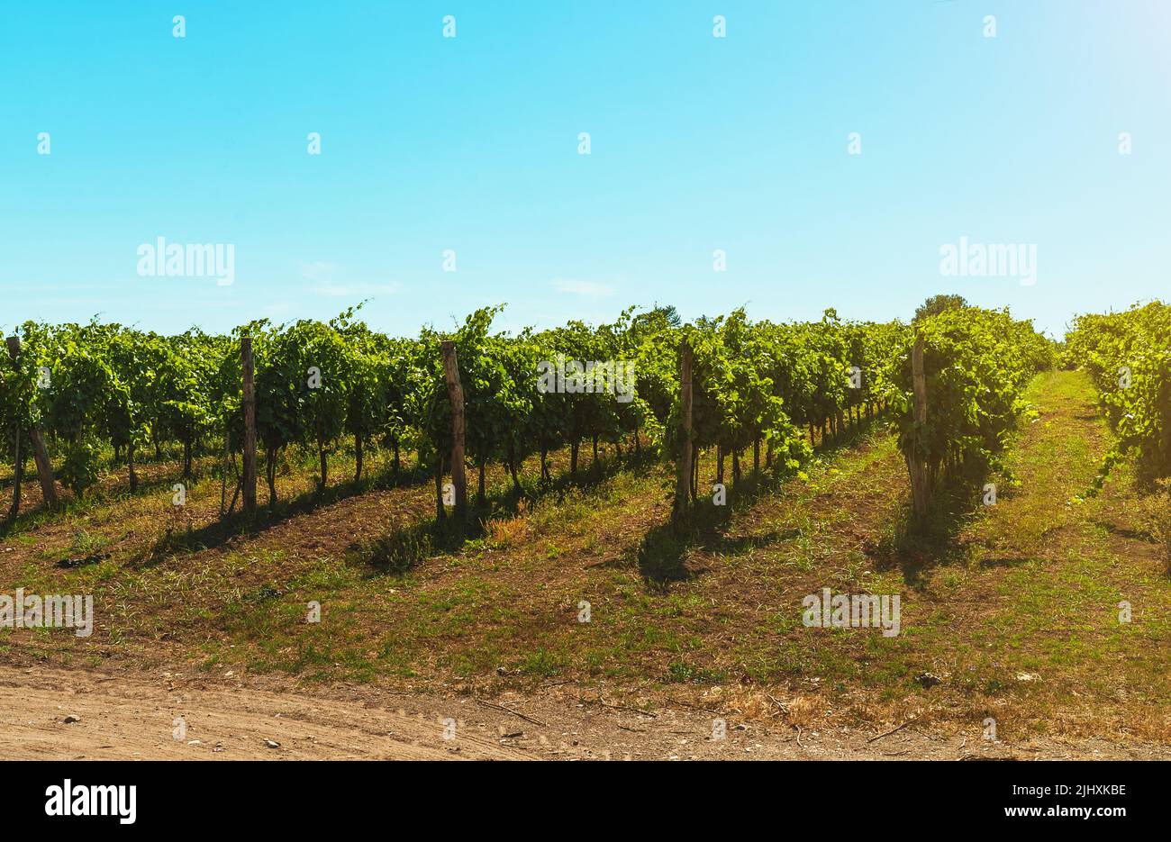 Vineyard under the summer sunset hi-res stock photography and images ...