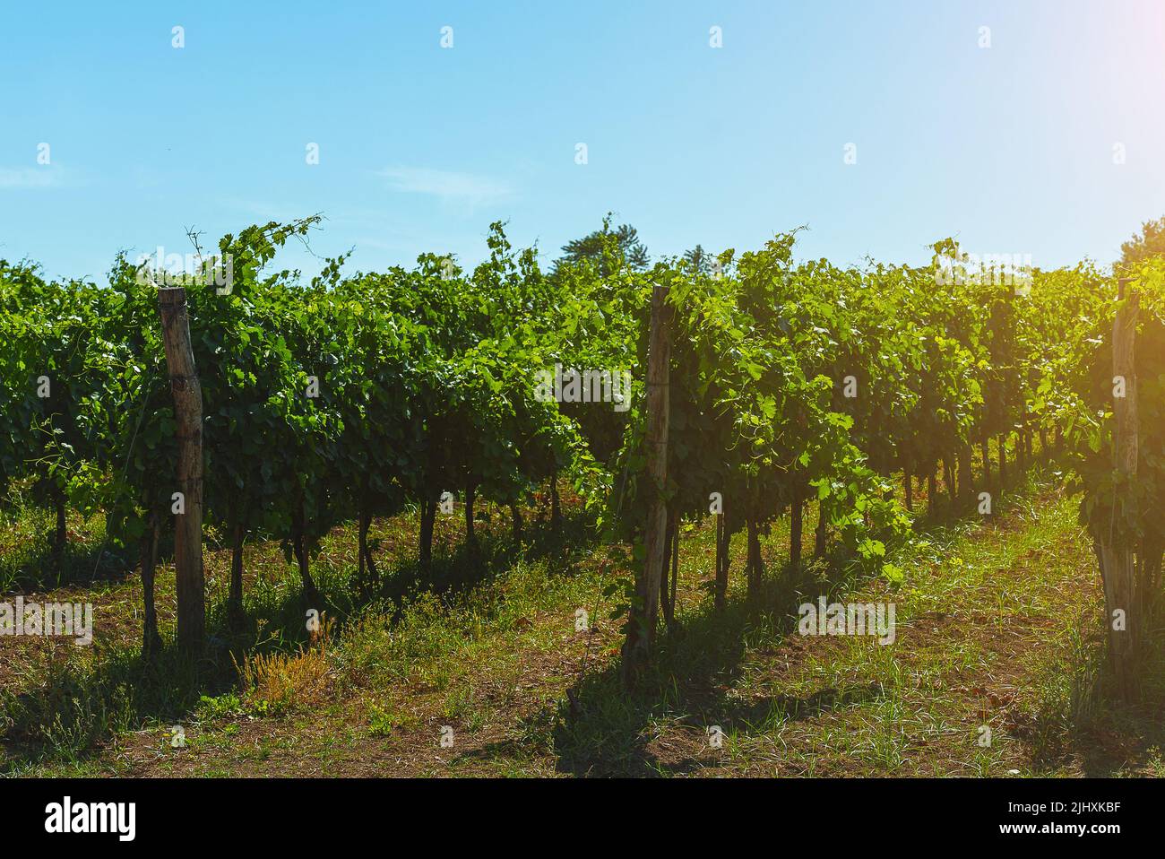 Plants that grow in hot sun hi-res stock photography and images - Alamy