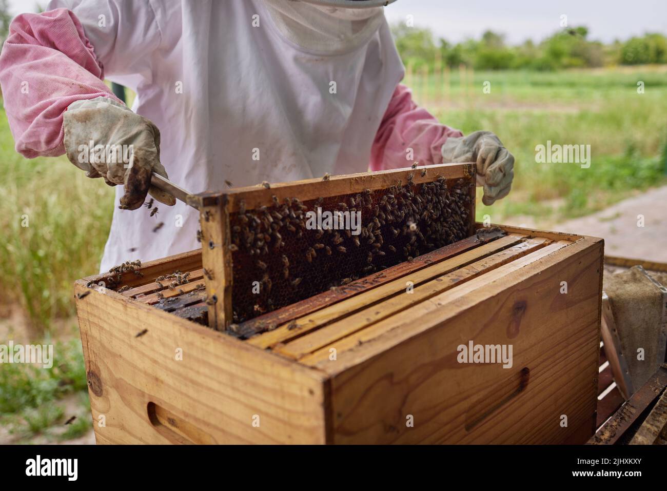 I keep my bees well-protected, healthy, and thriving. a beekeeper ...