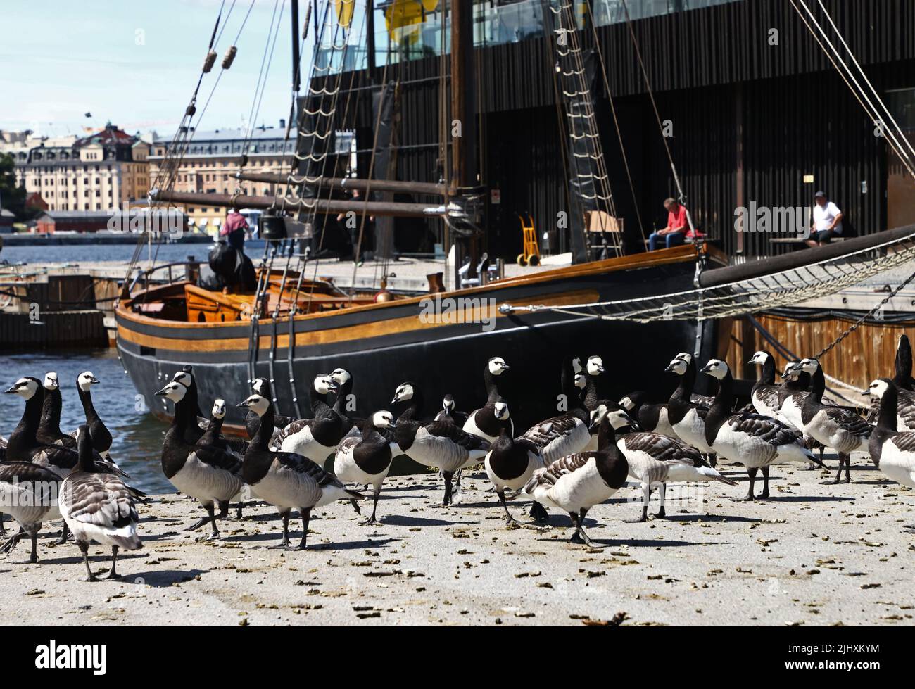 Daily life in Stockholm, Sweden, during Sunday. Canada geese (Branta ...
