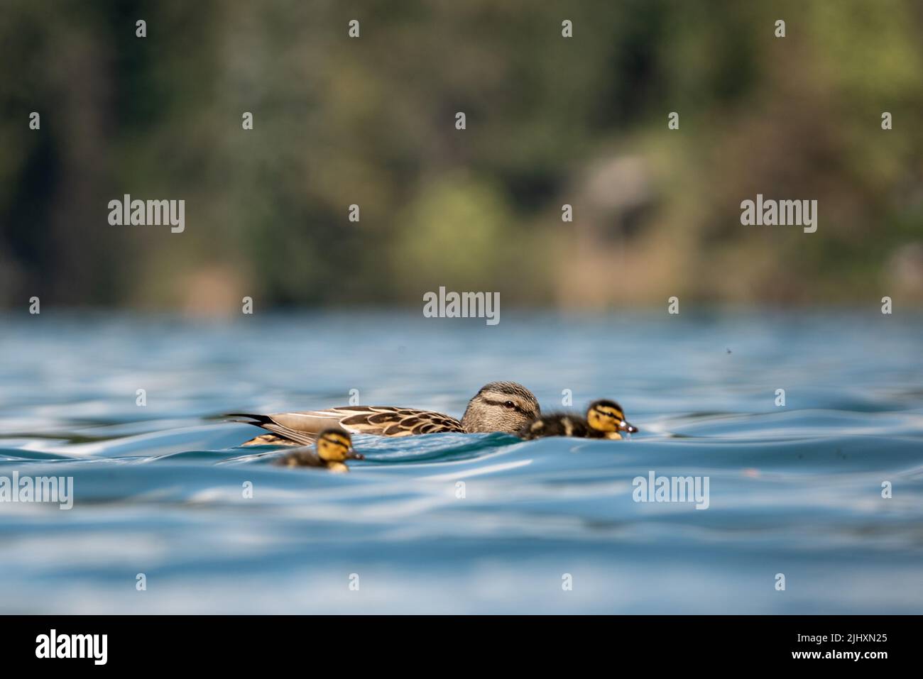 A selective focus of ducks on water surface Stock Photo - Alamy