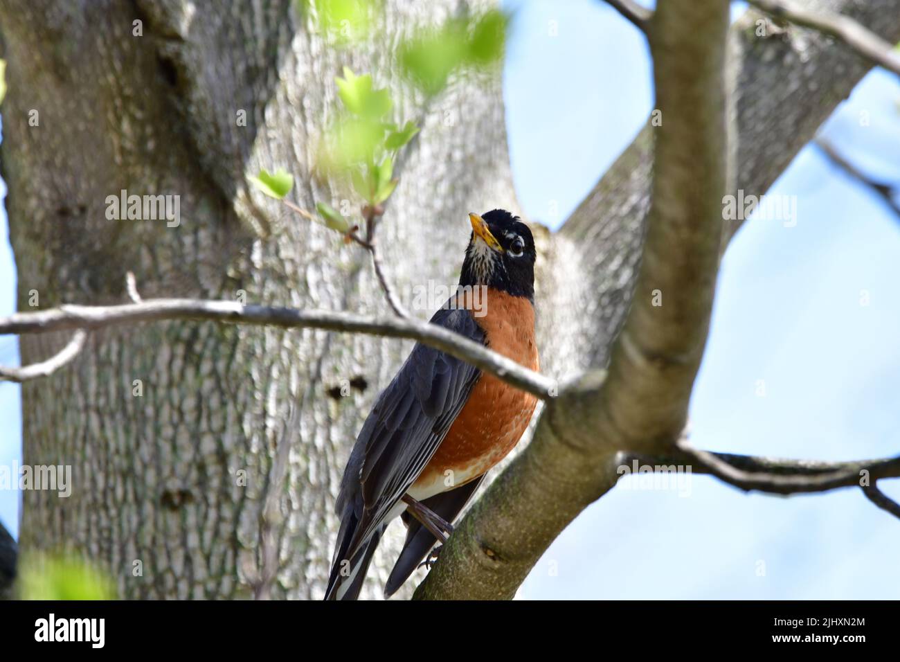 American robin in flight hi-res stock photography and images - Alamy
