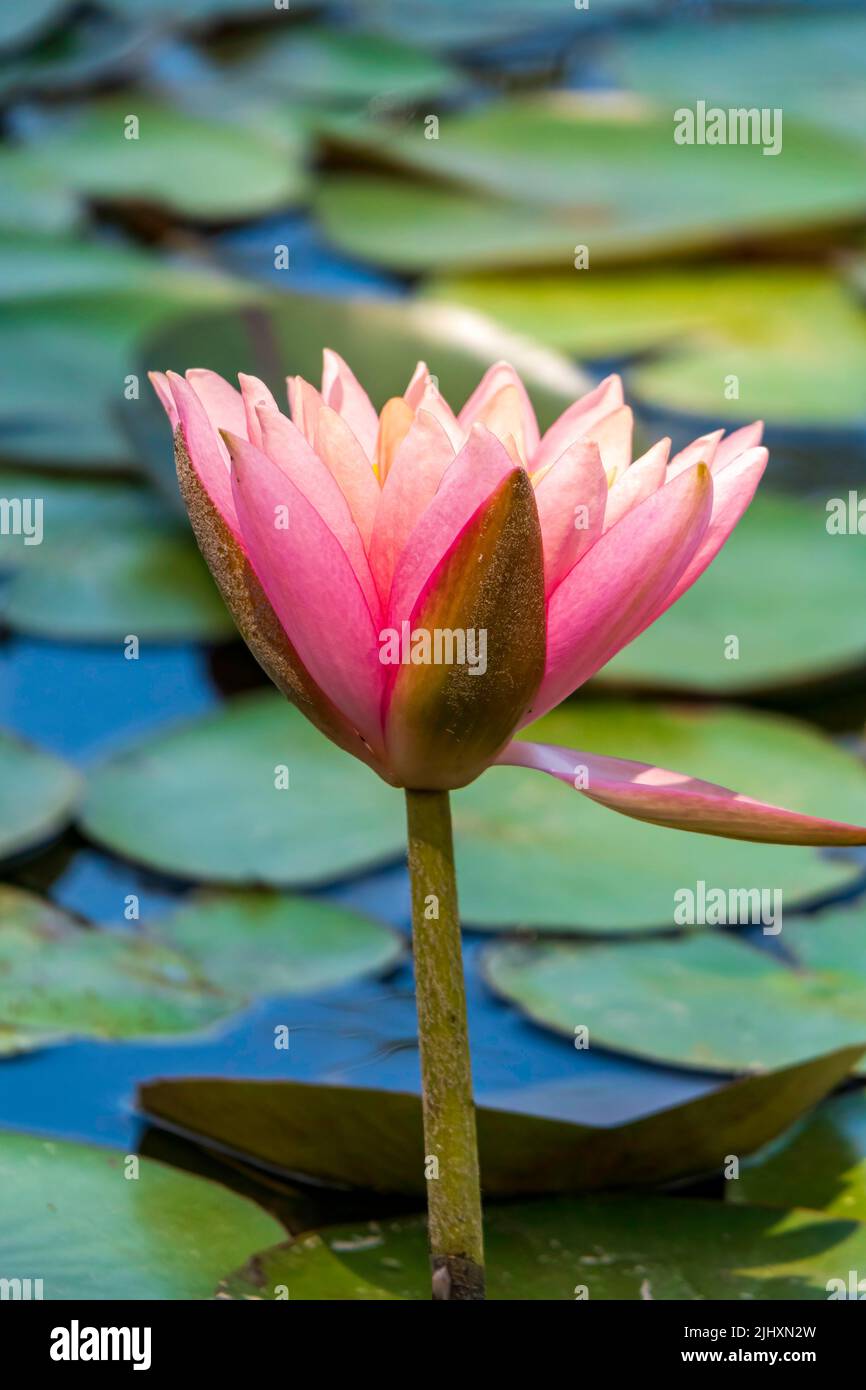 Beautiful pink waterlily or lotus flower in pond with beauty green leaf ...