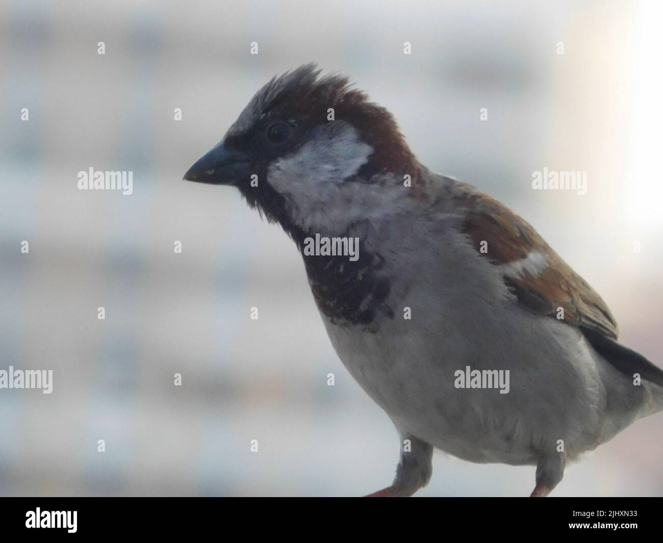A close up of a sparrow with jumbled hair Stock Photo - Alamy