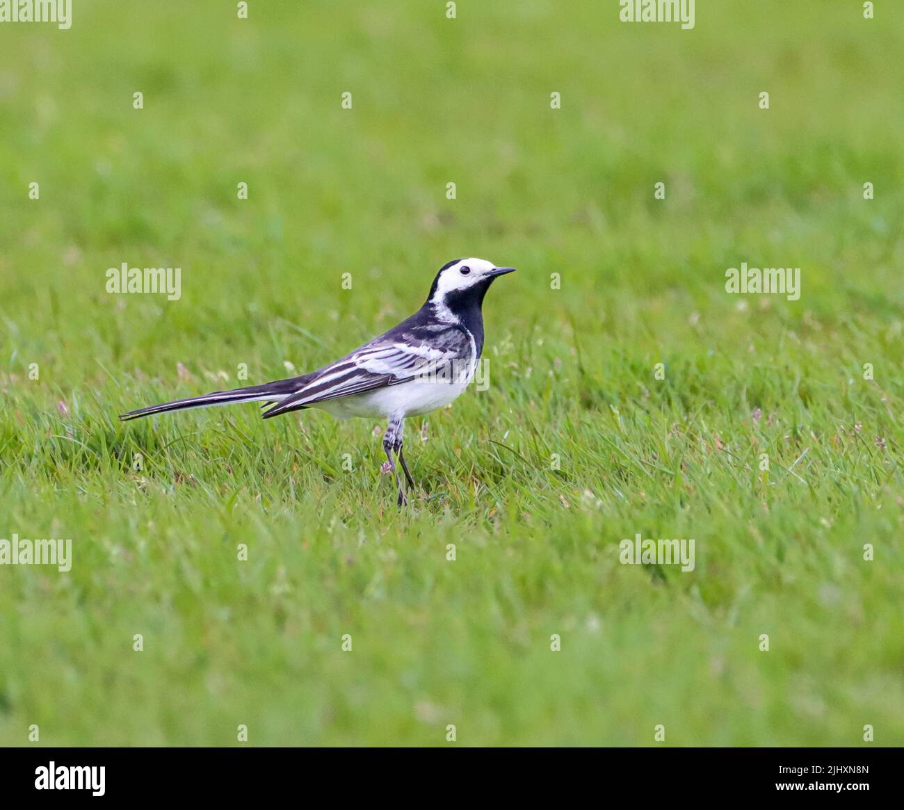 Wagtail species hi-res stock photography and images - Alamy