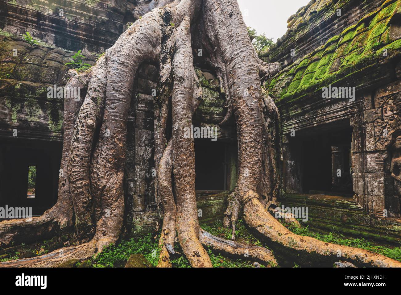 Khmer tree hi-res stock photography and images - Alamy