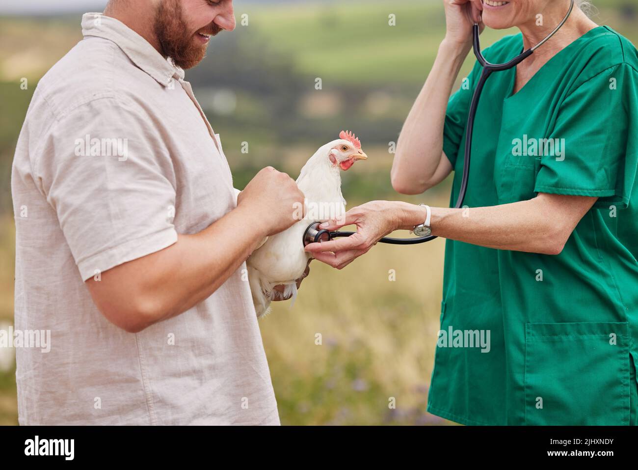 Just like humans, chickens sometimes get sick too. Closeup shot of a ...