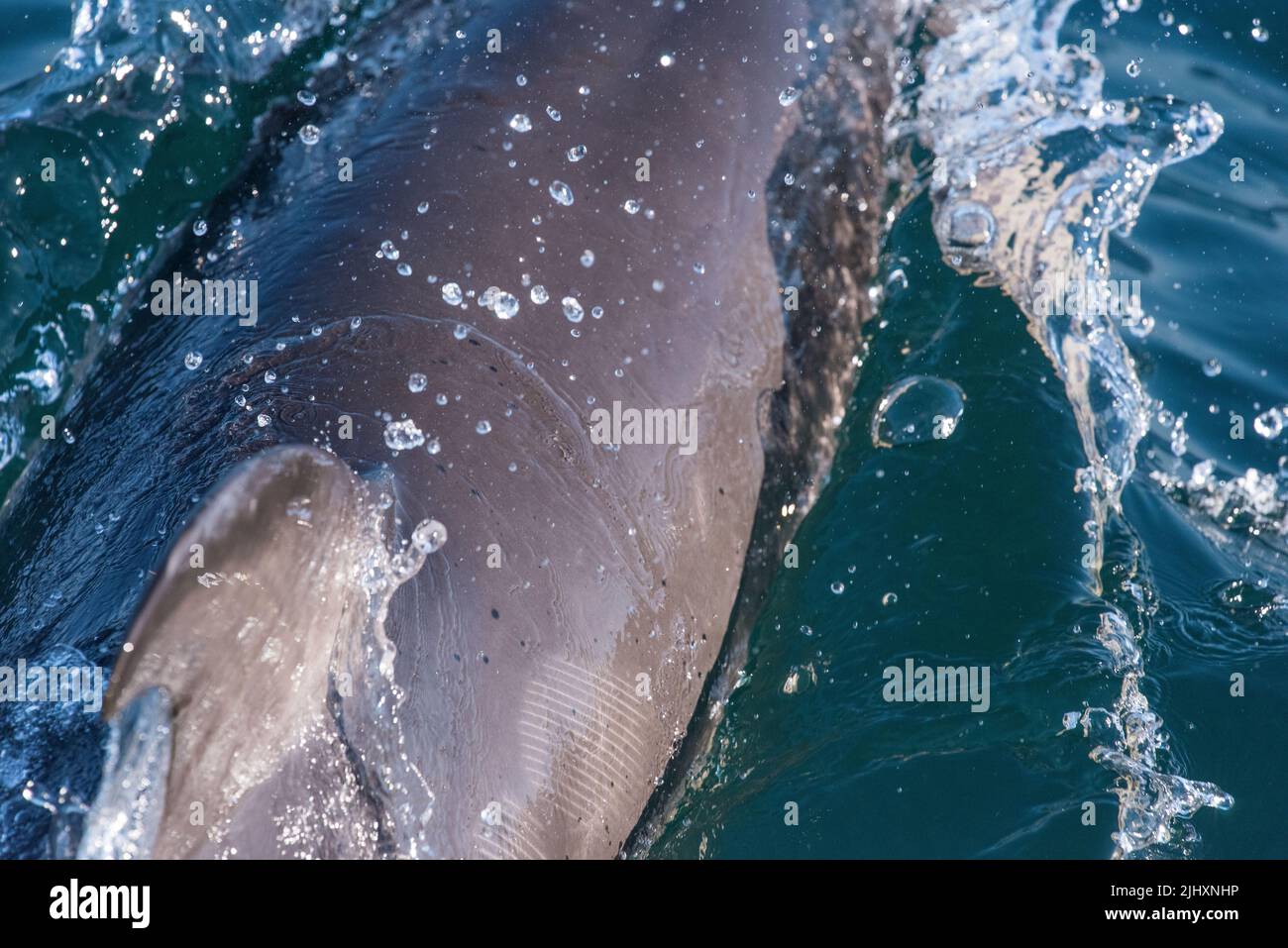 Short-beaked common dolphin with mating bite marks on skin, Wales, Uk Stock Photo - Alamy