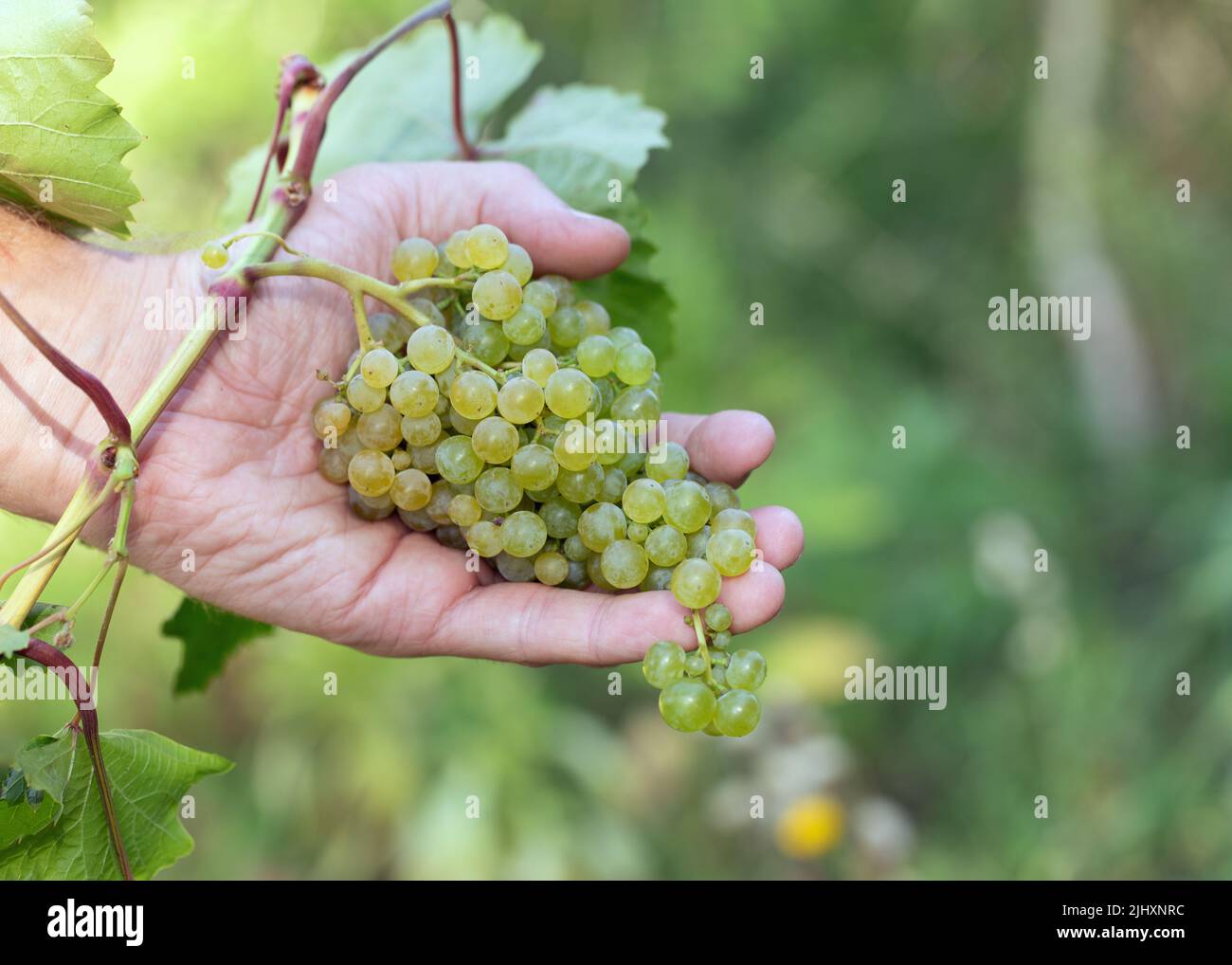 Farmer picking black muscat grape hi-res stock photography and images ...